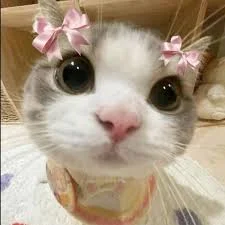 crow's SAT Journey | Aniko | aniko.ai